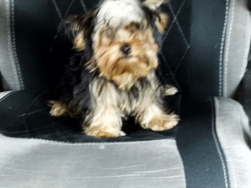 Отдам Щенка йорка