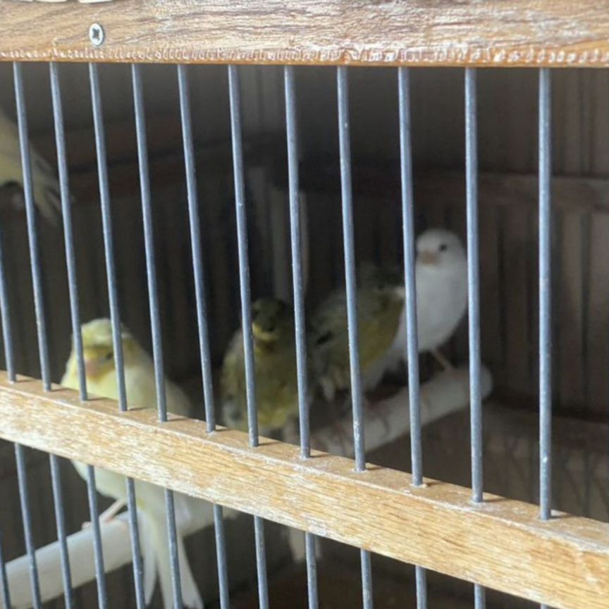 Канарейка кенар