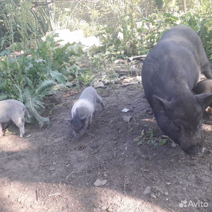Продаю вьетнамских поросят