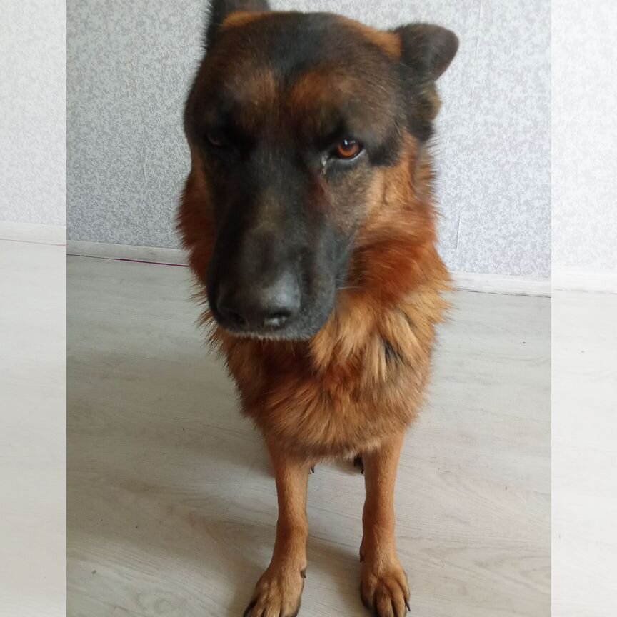 Немецкая овчарка, взрослый пёс