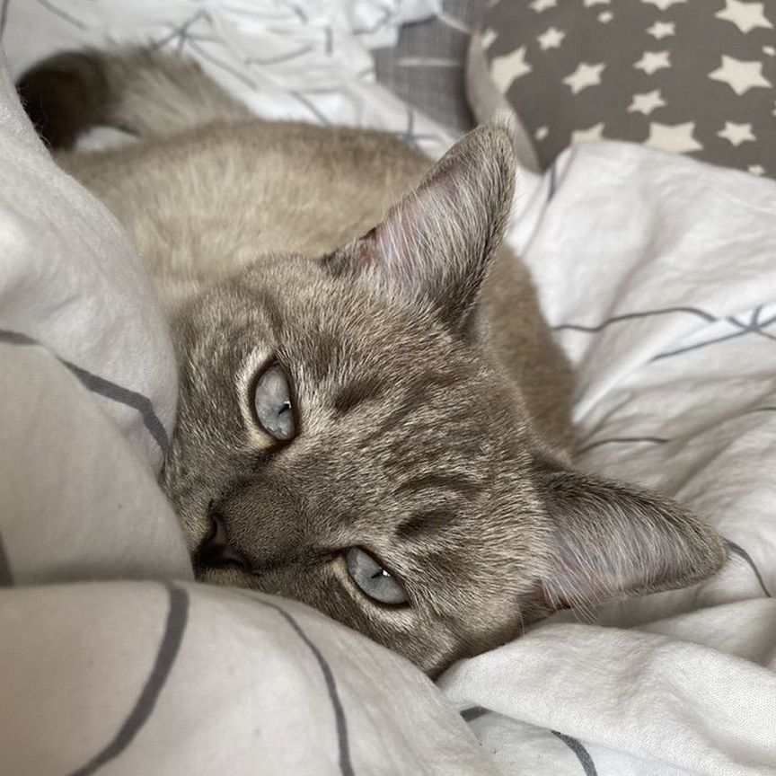 Котик в добрые руки
