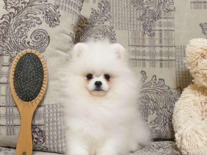 Померанский шпиц белые щенки