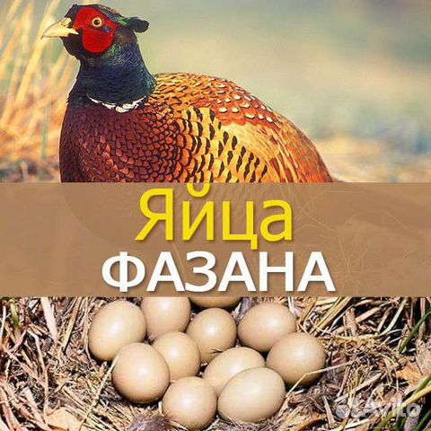Яйцо фазана