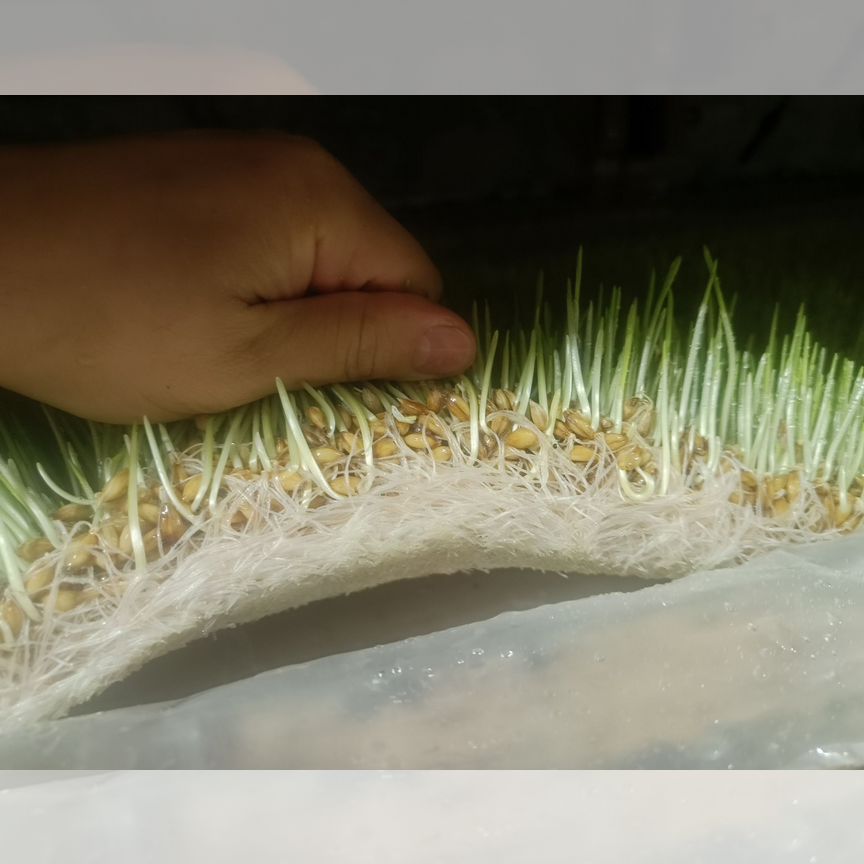 Гидропонный зеленый корм