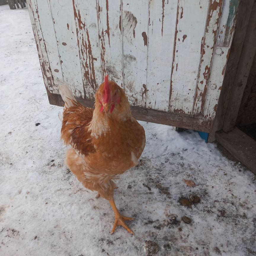 Продам молодых петушков