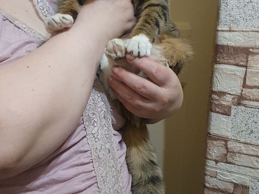 Отдам подрощенную кошечку