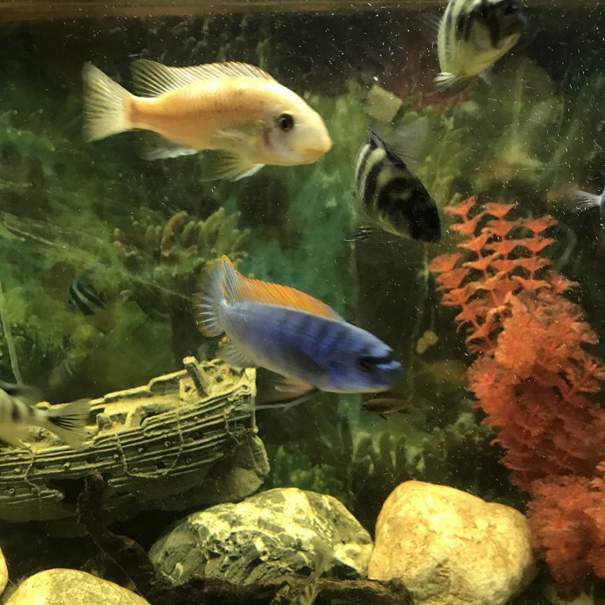 Отдаю рыбок в хорошие руки