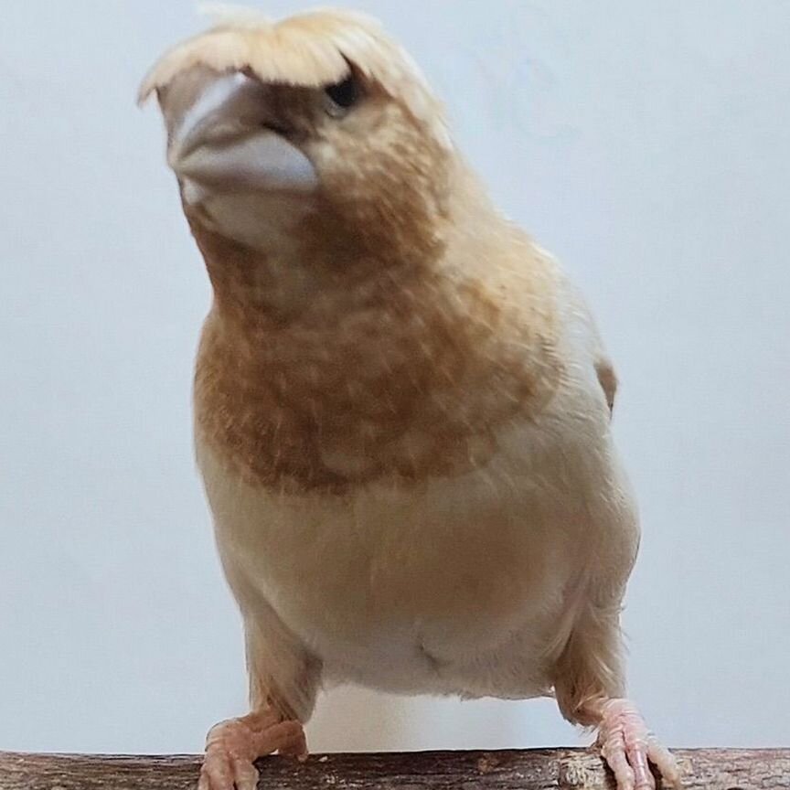 Японская амадина