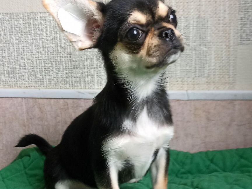 Яркая девочка чихуахуа