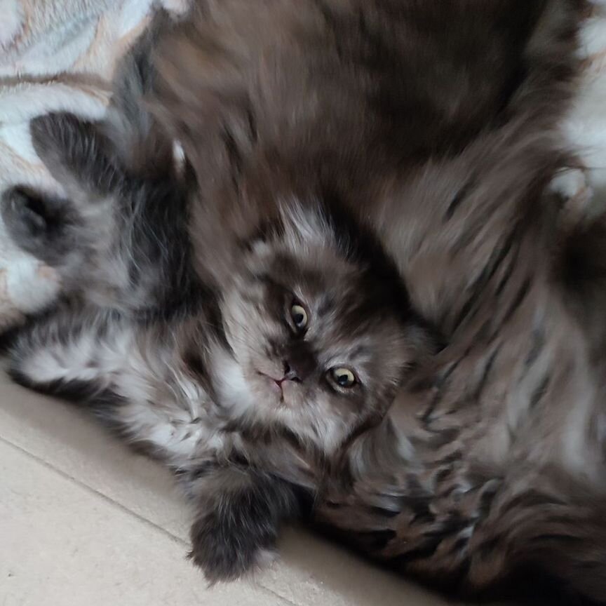 Шотландский вислоухий длинношёрстный котёнок