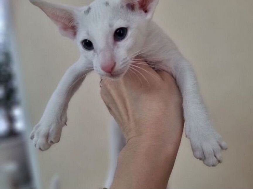 Ориентальный котенок