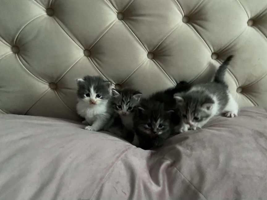 Шотландские прямоухие котята