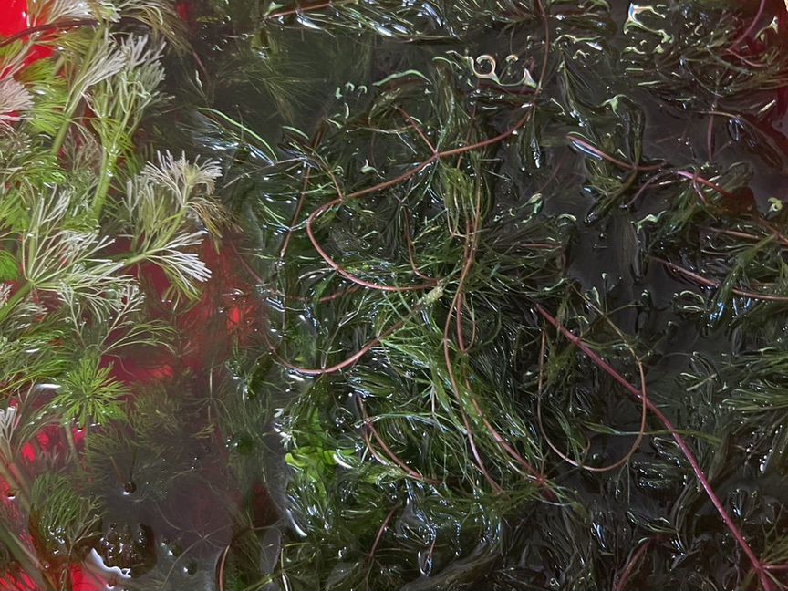 Аквариумные растения