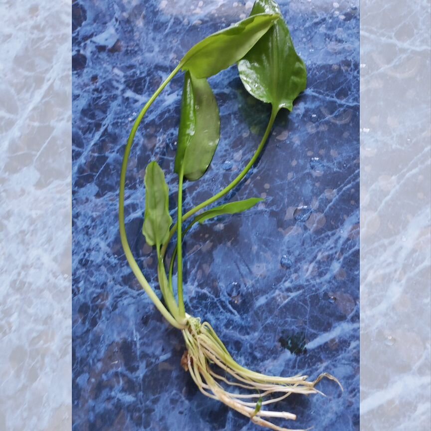 Водоросли для аквариума