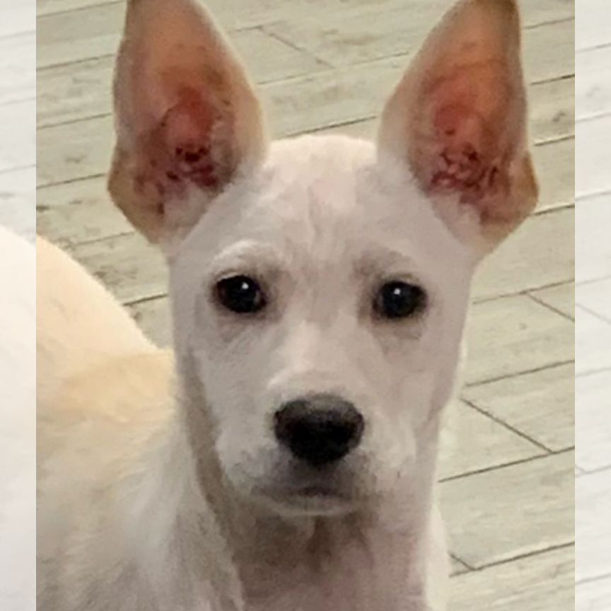 Щенок от частного владельца