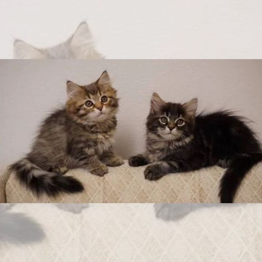 Сибирский котёнок