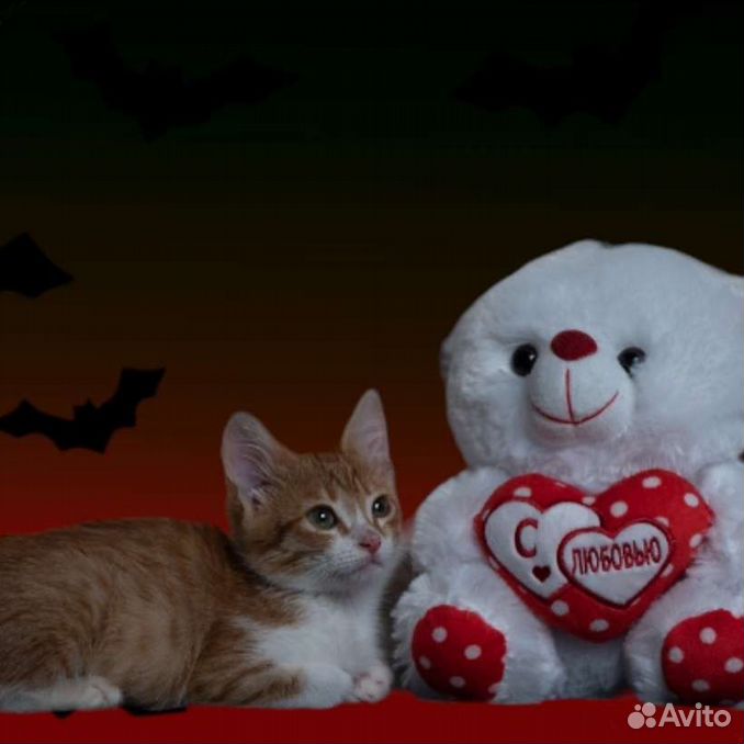 Рыжая кошка, котёнок, 1,5 месяца в дар