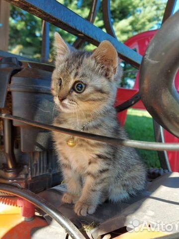 Кошка в дар бесплатно