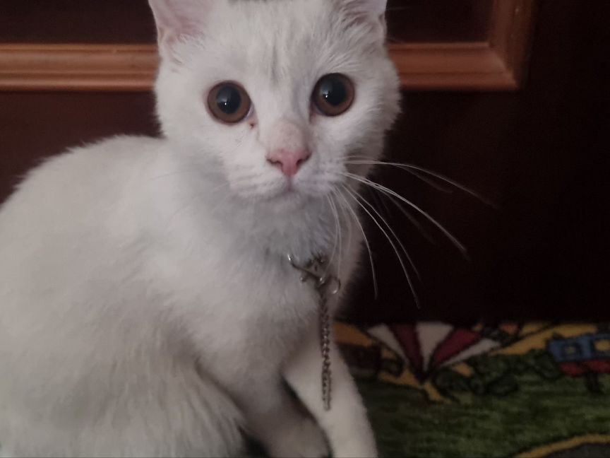 Котёнок турецкой ангоры