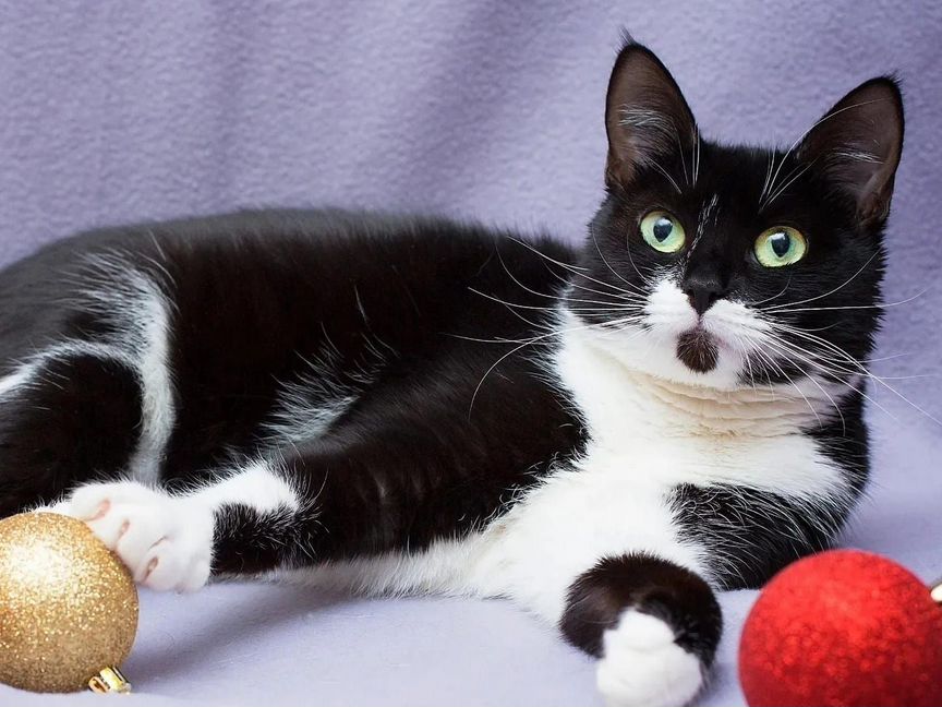 Черно-белая Масочка из приюта