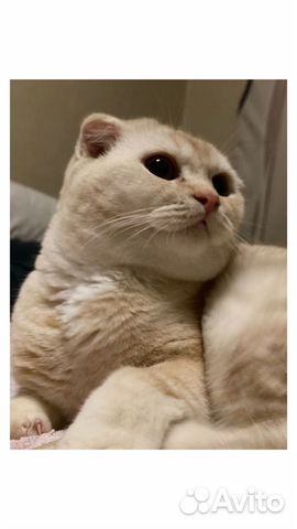 Котенок Скоттиш окраса Камэо