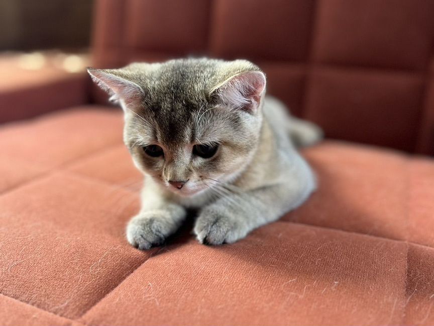 Котик золотой британский