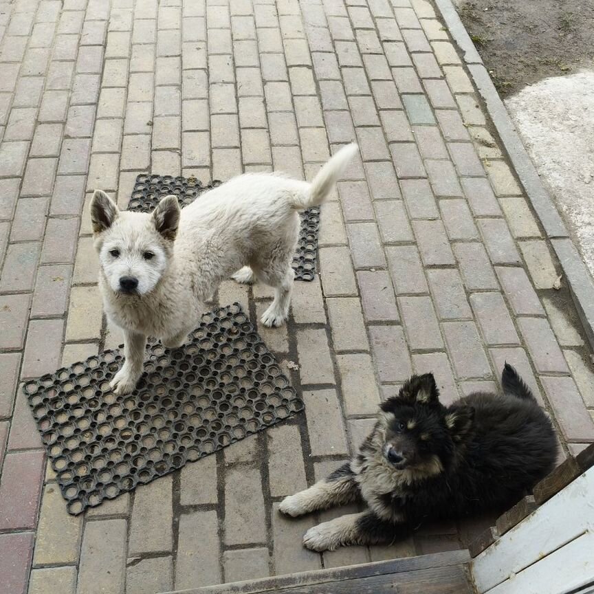 Сибирский хаски, щенок