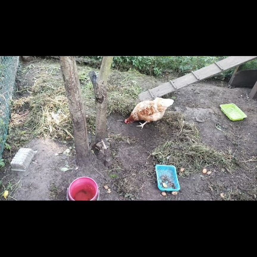 Куры несушки ломан браун 5 шт