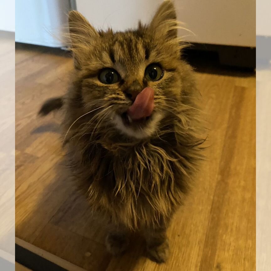 Котенок девочка