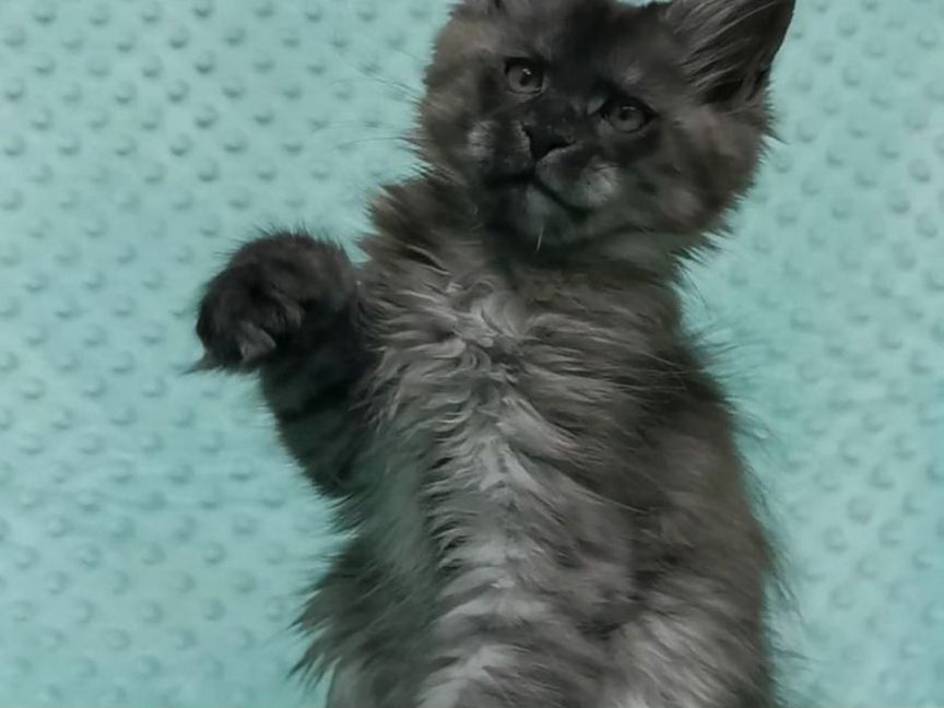 Котята мейн-кун