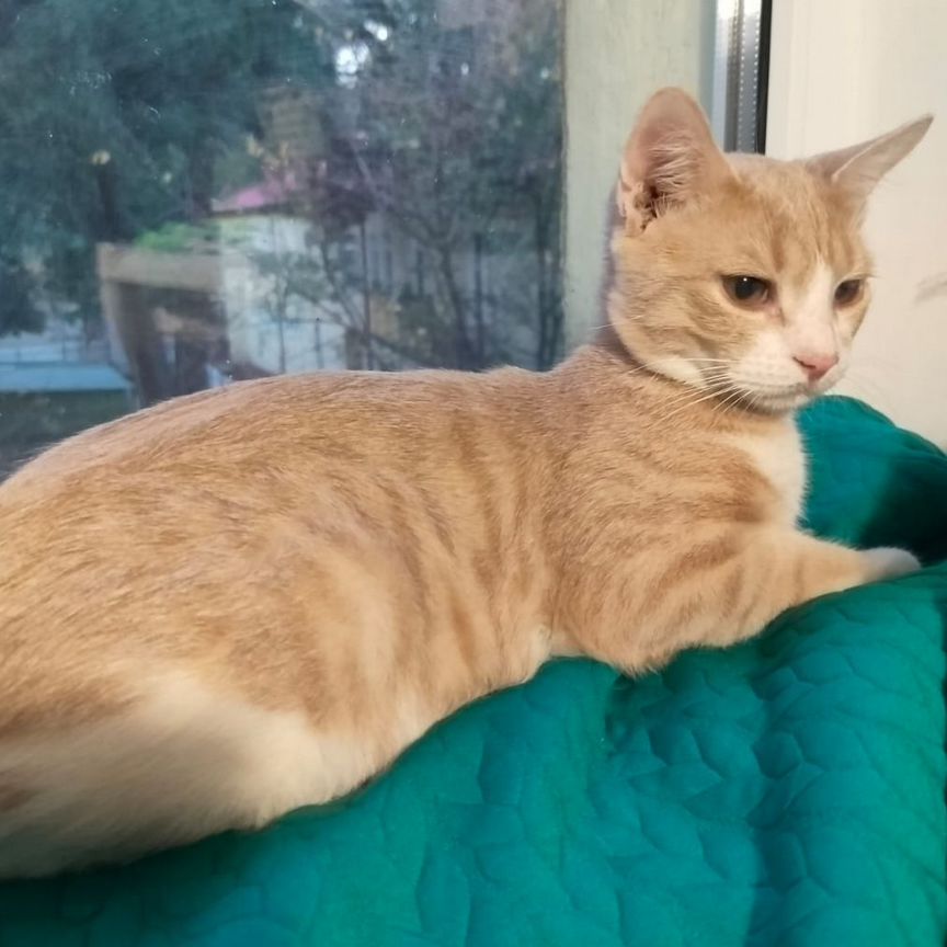 Племянник кота Леопольда ищет дом