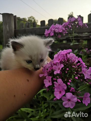 Беленький котенок (котик) в добрые руки бесплатно