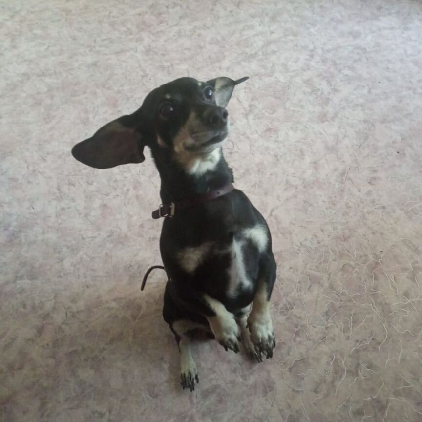 Собака в добрые руки