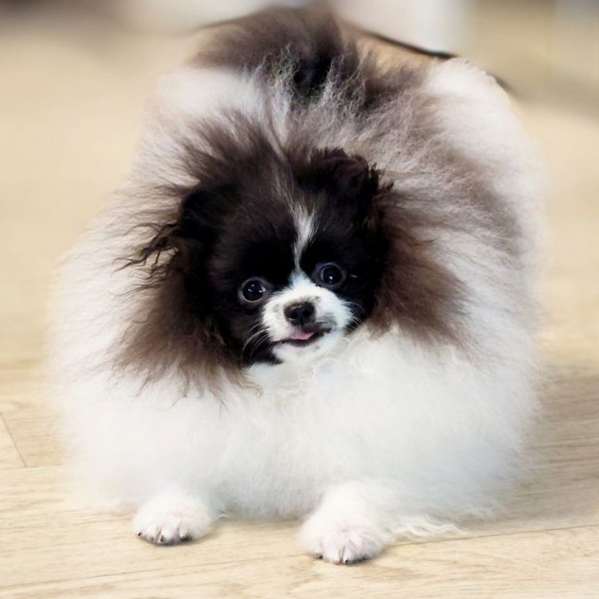 Померанский шпиц, щенок