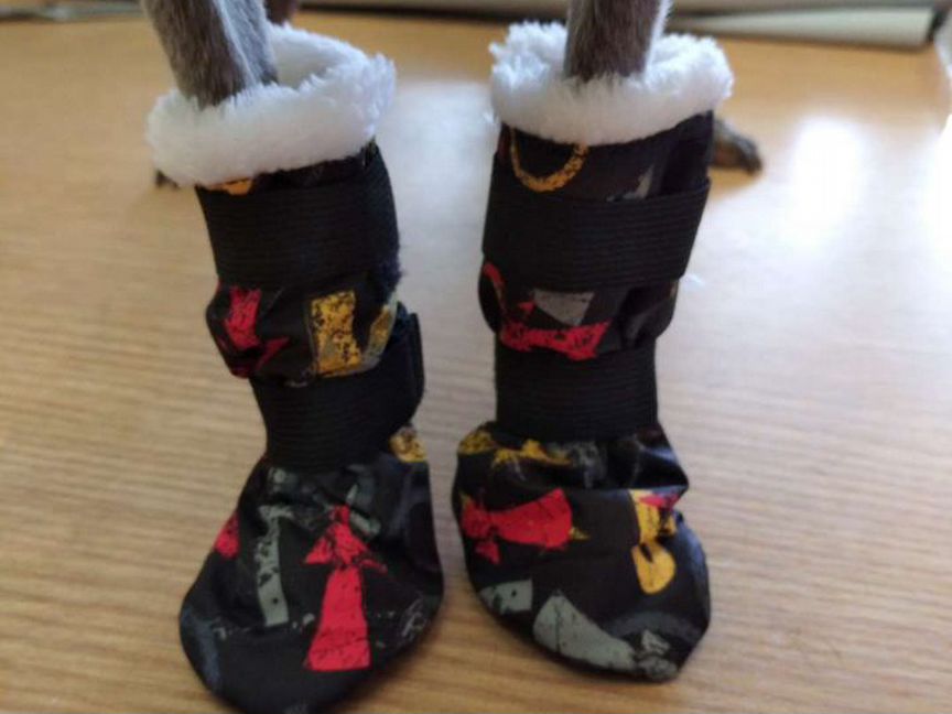 Новаяобувь для собак