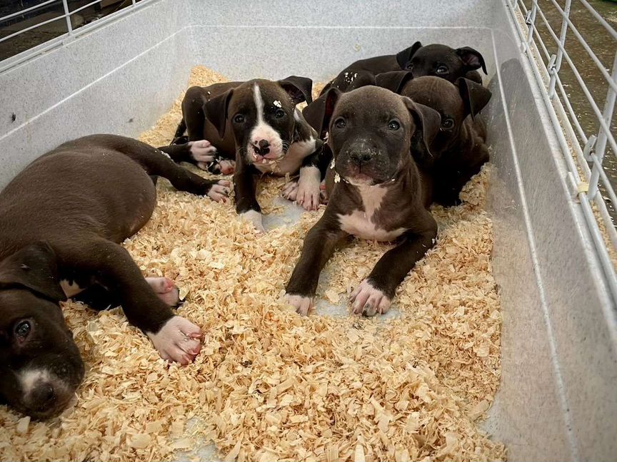 Питбуль щенки