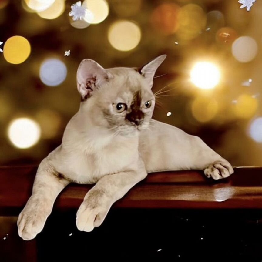 Европейский бурманский котёнок