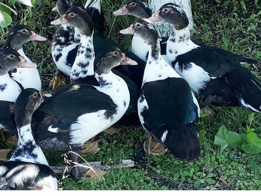 Семья индоуток (селезень и две утки)