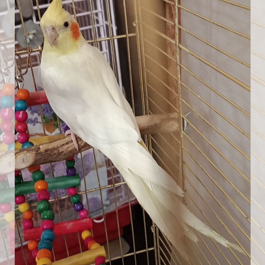 Попугай корелла