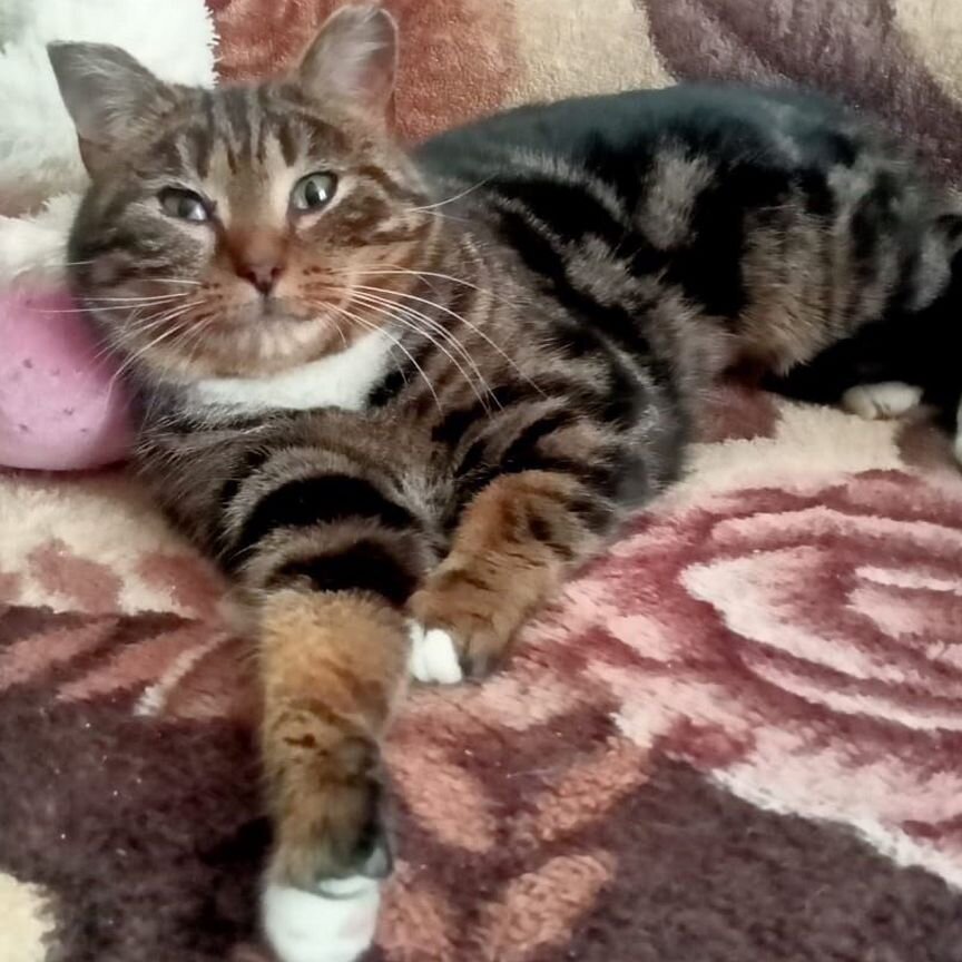 Кошка на счастье и удачу