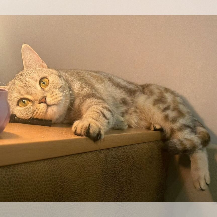 Кошке нужен кот