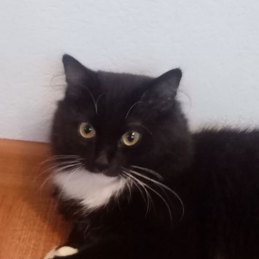 Сибирский кот 8 месяцев