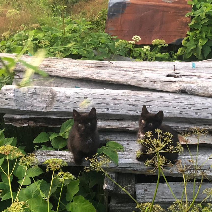 Чёрные Котята ищут дом