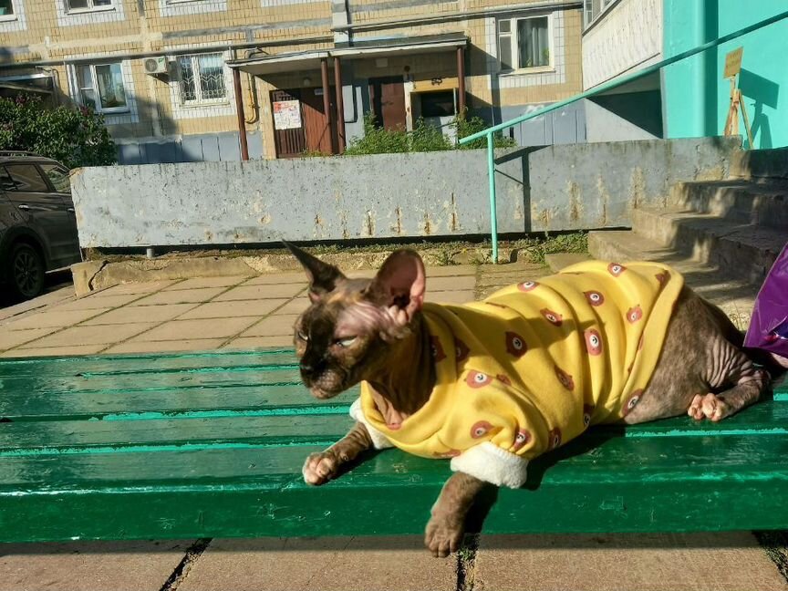 Отдаю кошечку в добрые руки