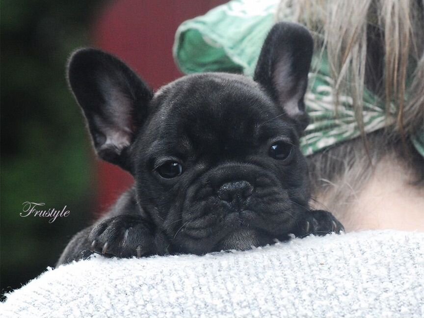 Французский бульдог щенки, мальчик