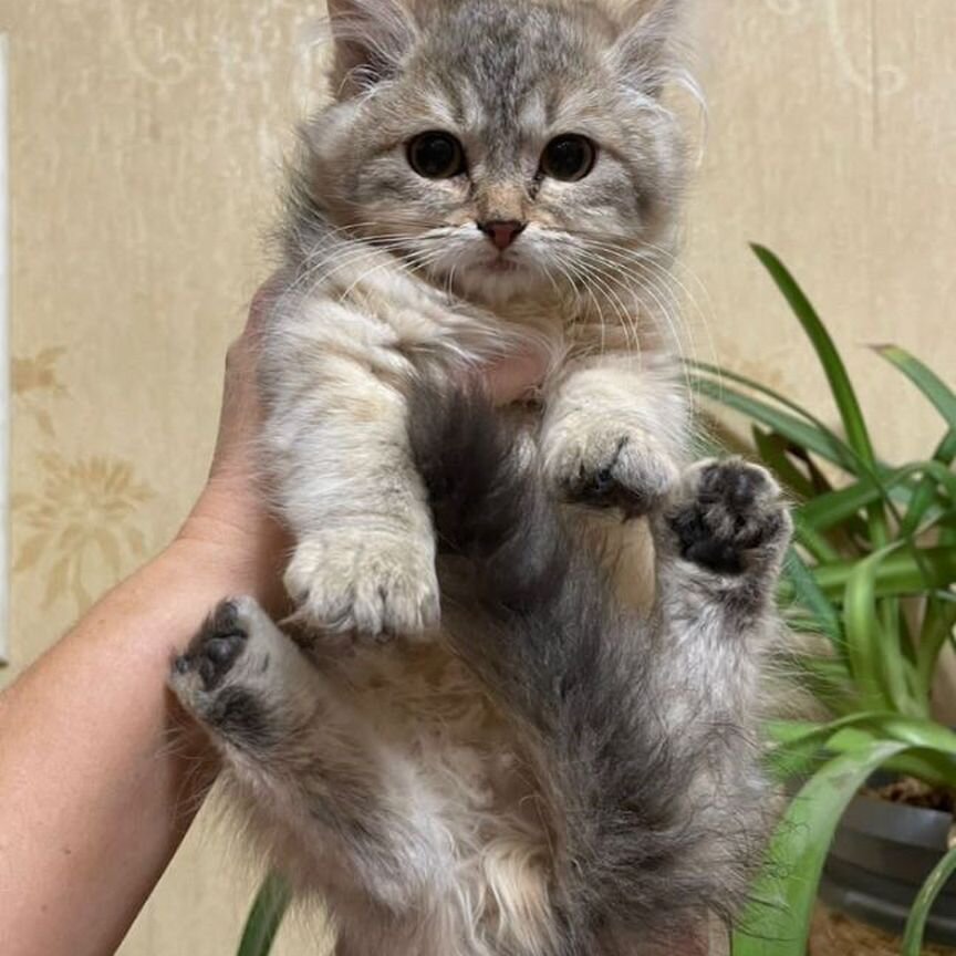 Сибирские котята