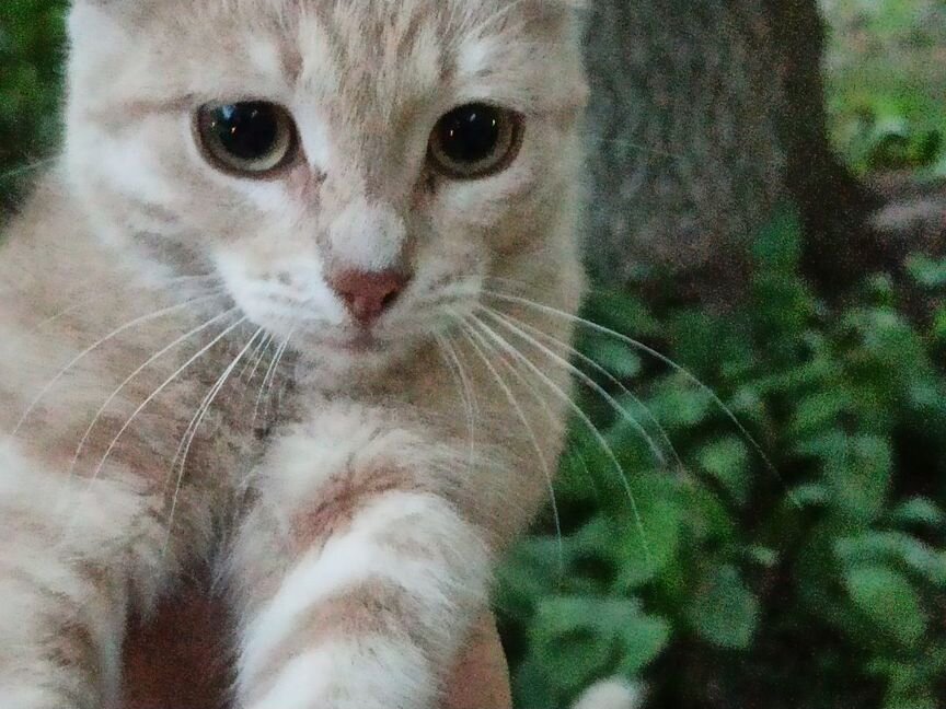 Пристраиваю кошечку