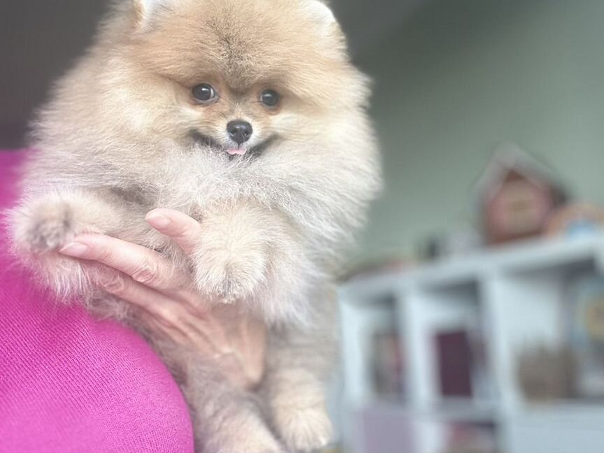 Померанский шпиц мини