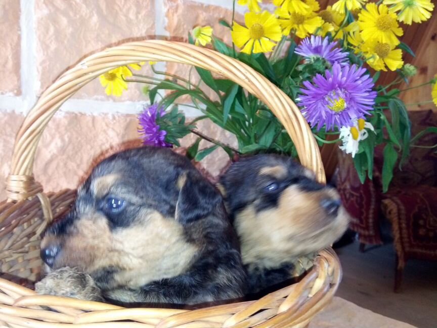 Продаю щенков эрдельтерьера