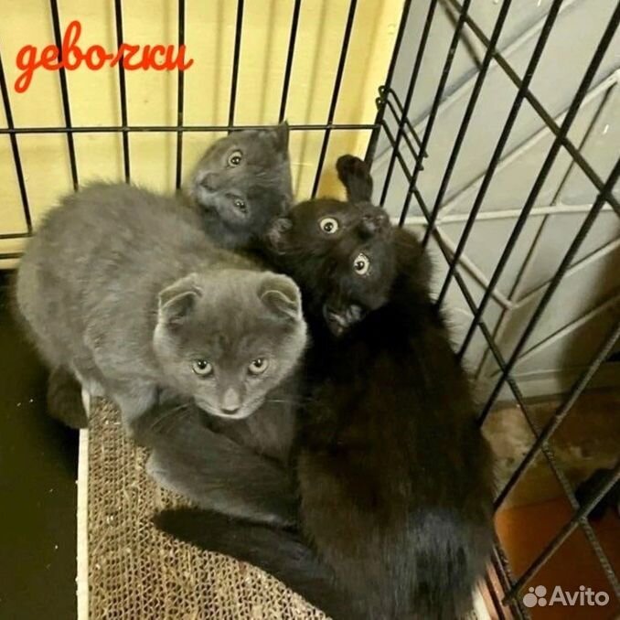 Девочки-котята с прямыми и висячими ушками